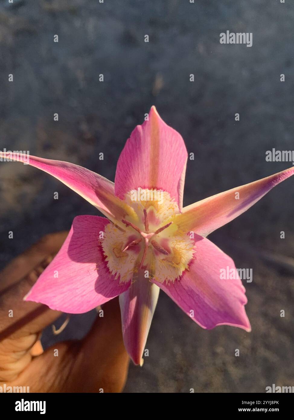 Sagebrush Mariposa Lily (Calochortus macrocarpus Stock Photo - Alamy