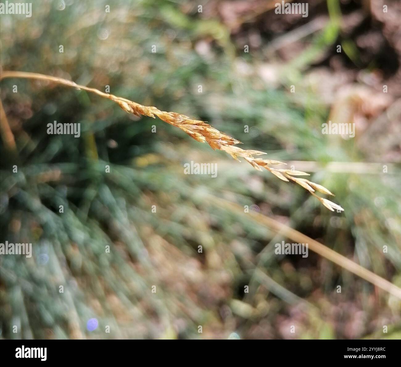 Valais Fescue (Festuca valesiaca Stock Photo - Alamy