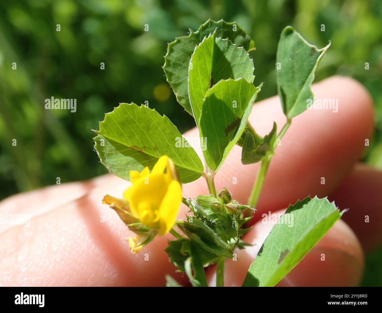 Spotted medick hi-res stock photography and images - Alamy