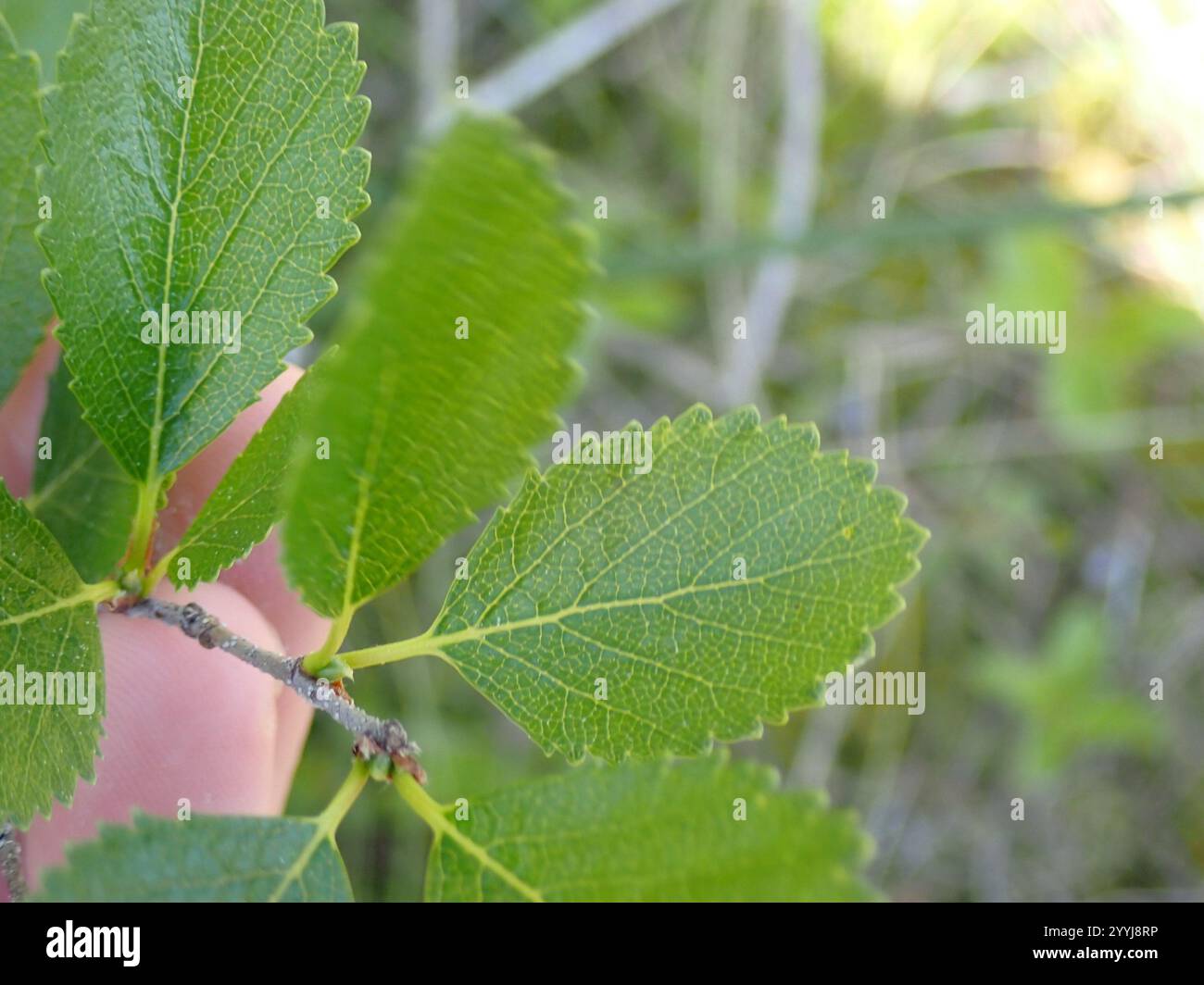 swamp birch (Betula pumila Stock Photo - Alamy