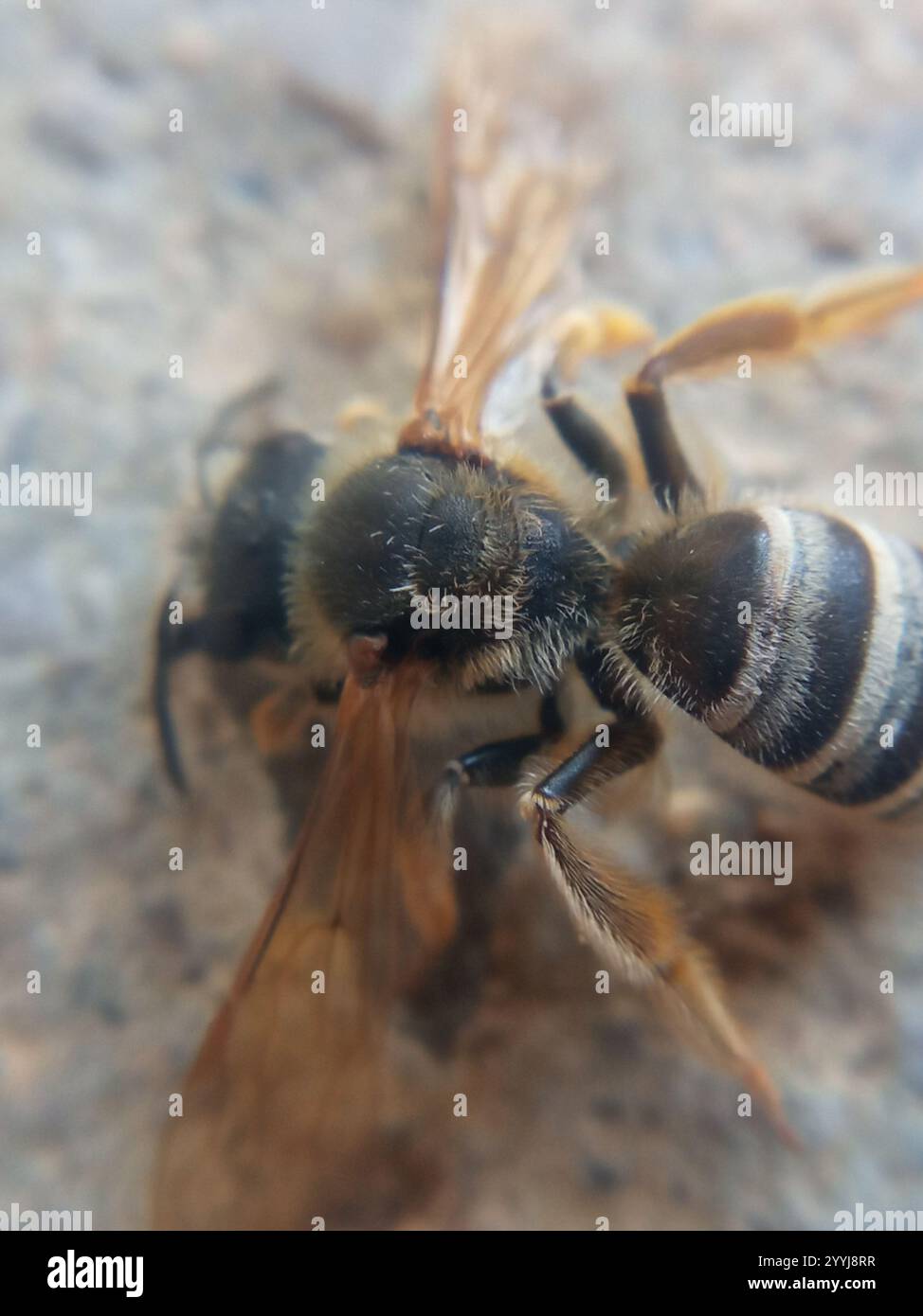 Halictus scabiosae hi-res stock photography and images - Alamy