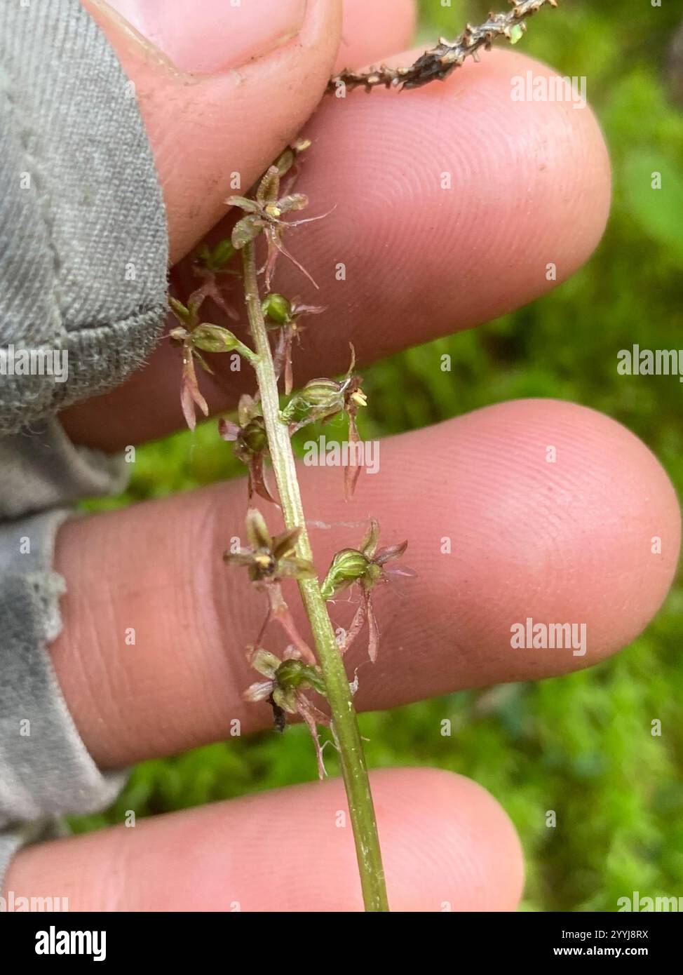 Heartleaf Twayblade (Neottia cordata Stock Photo - Alamy