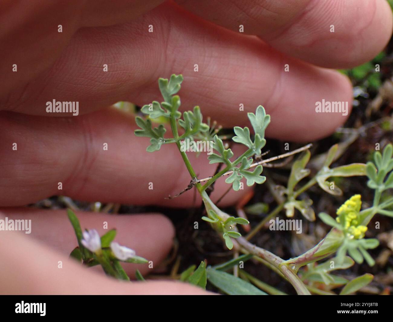 Wyeth Biscuitroot (Lomatium ambiguum Stock Photo - Alamy