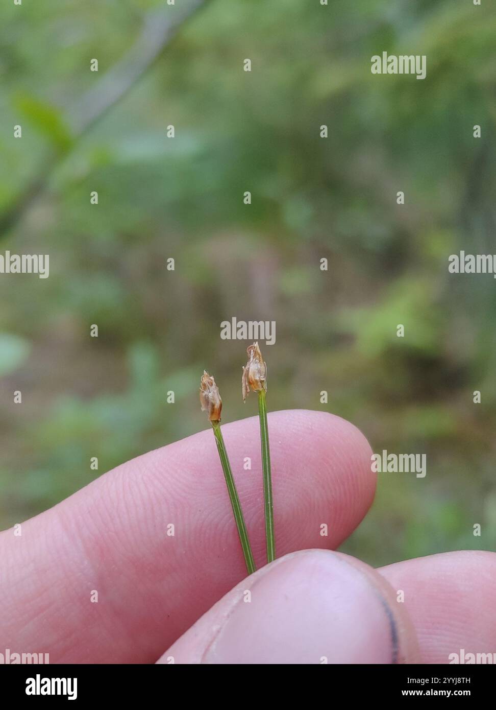Trichophorum cespitosum hi-res stock photography and images - Alamy