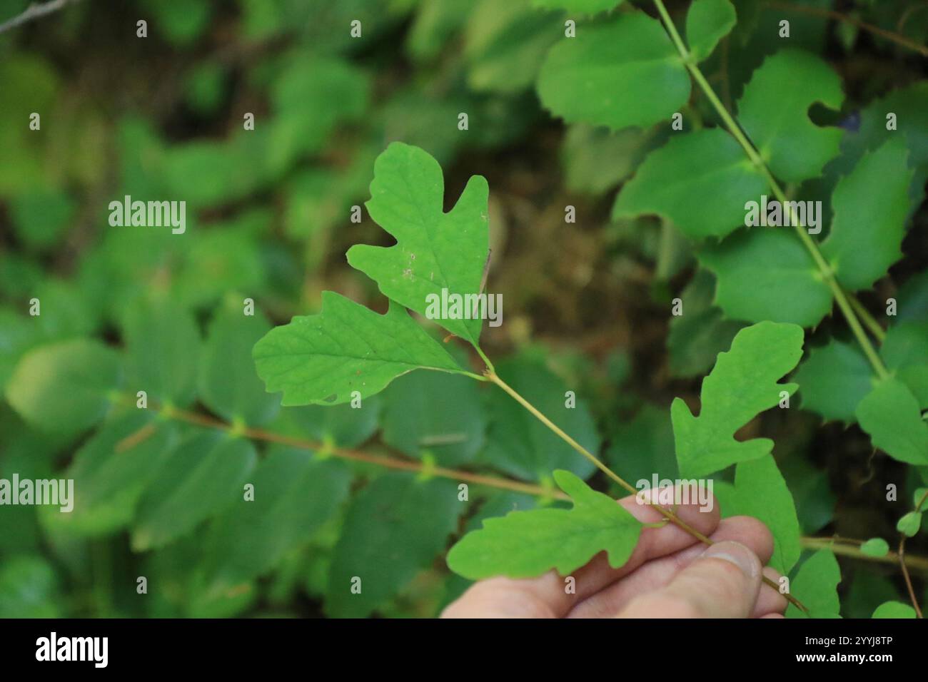 creeping snowberry (Symphoricarpos mollis Stock Photo - Alamy