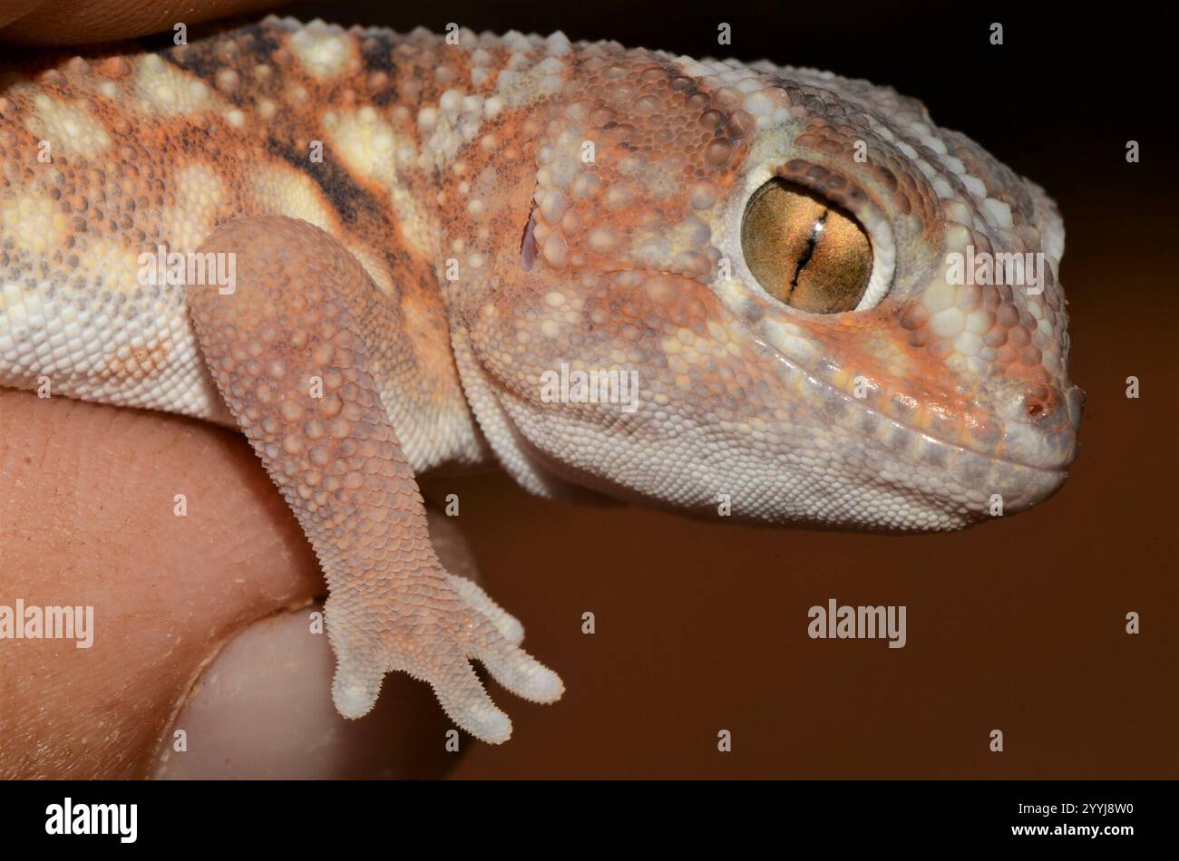 Namib Giant Ground Gecko (Chondrodactylus angulifer Stock Photo - Alamy