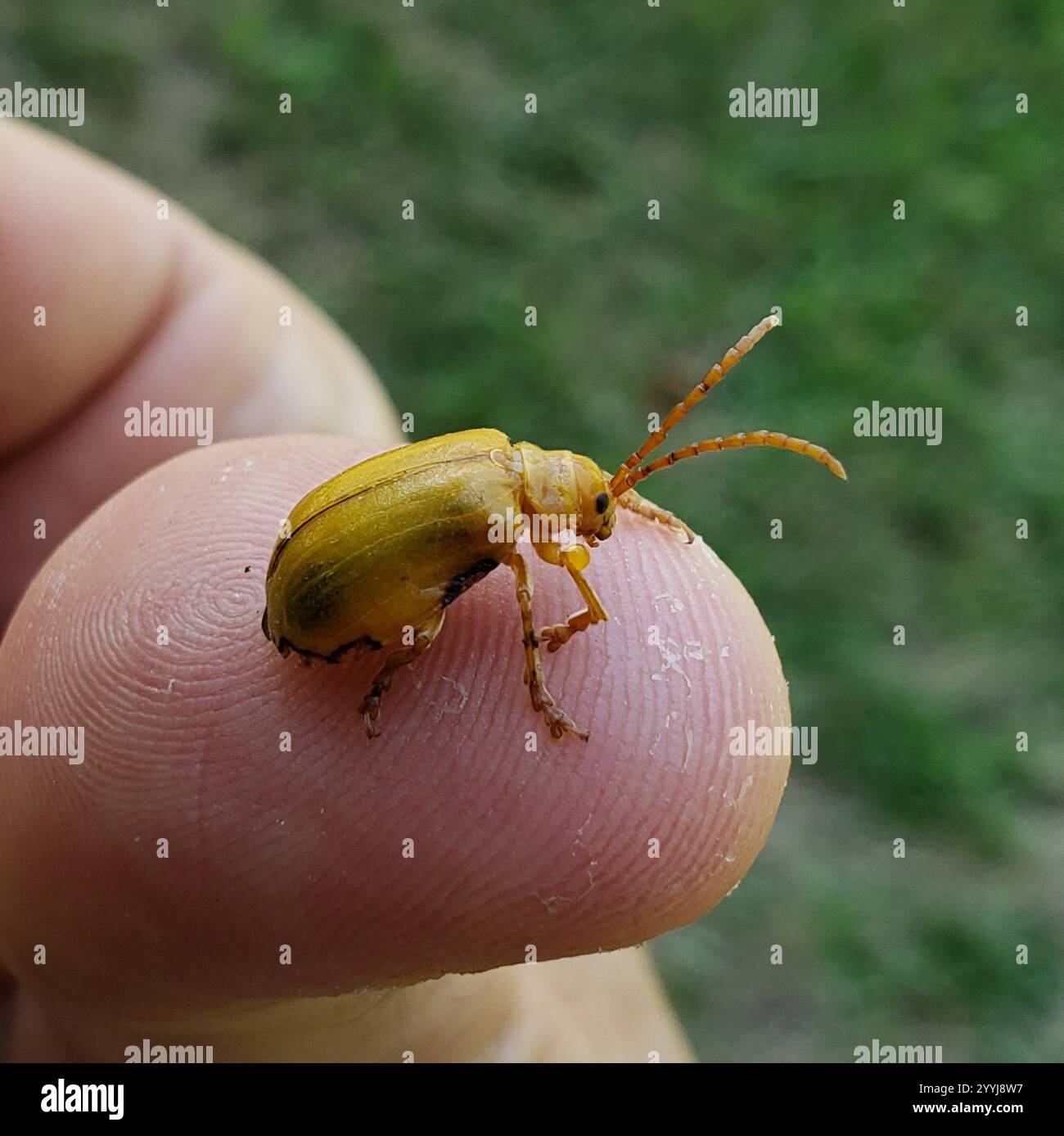 Larger Elm Leaf Beetle (Monocesta coryli Stock Photo - Alamy