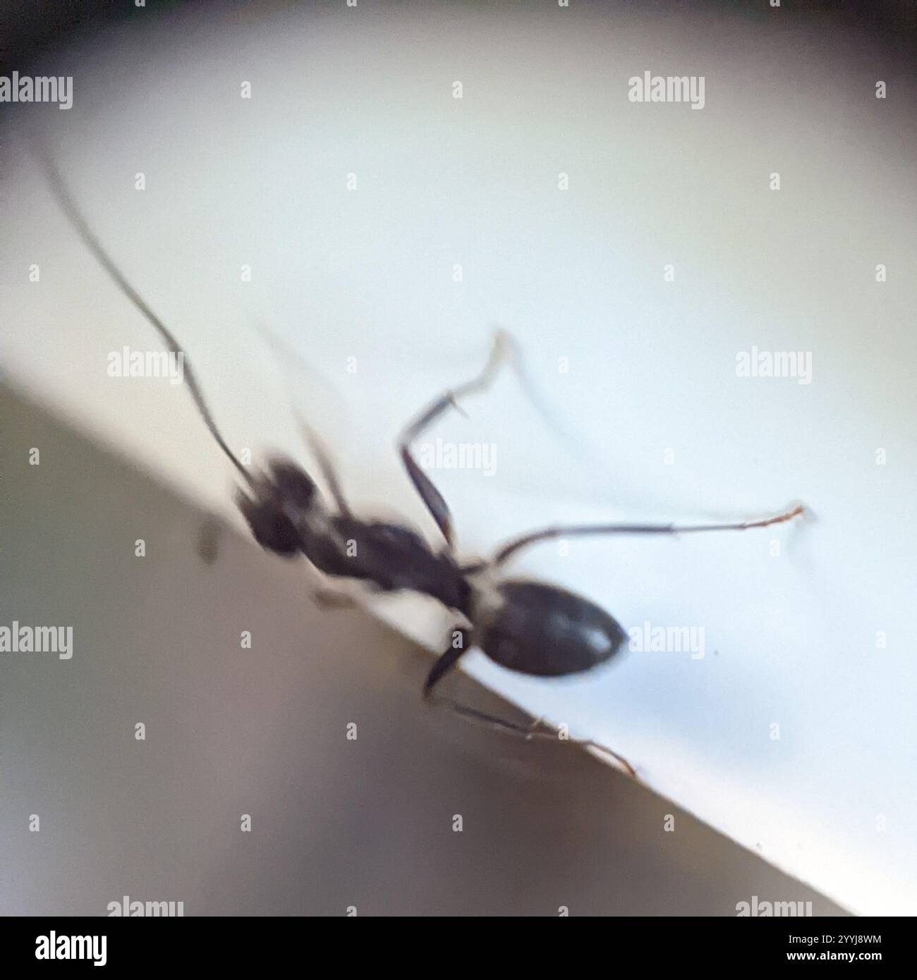 Eastern black carpenter ant hi-res stock photography and images - Alamy
