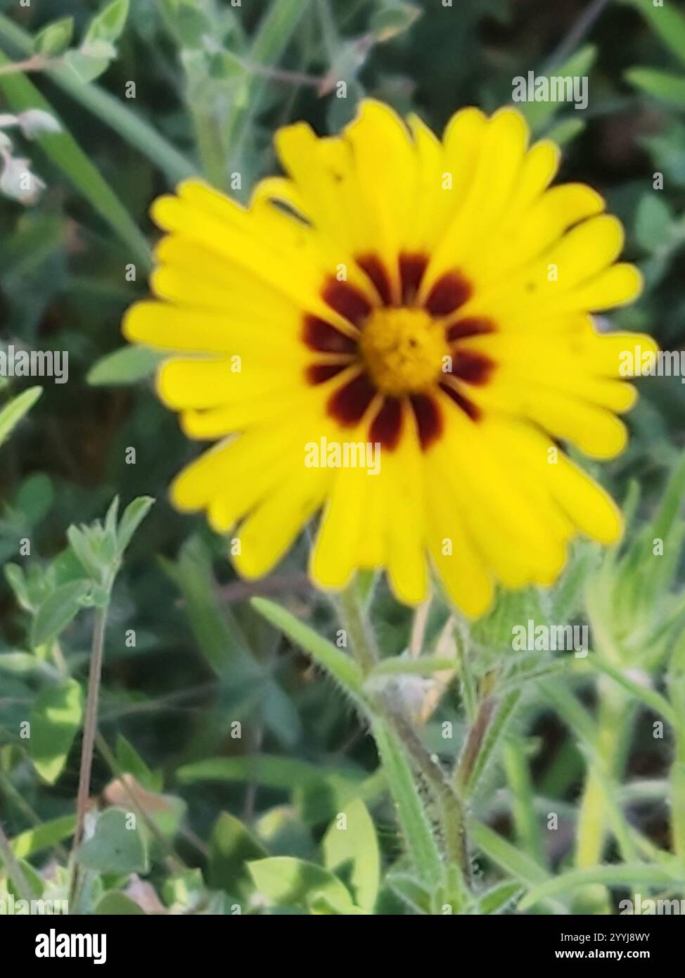 Common Madia (Madia elegans Stock Photo - Alamy