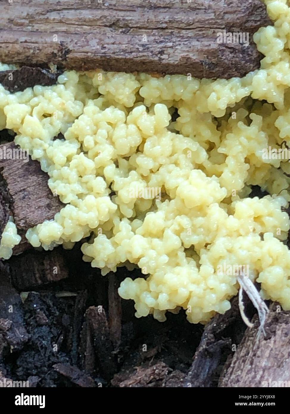 Dog Sick Slime Mould (Didymium spongiosum Stock Photo - Alamy