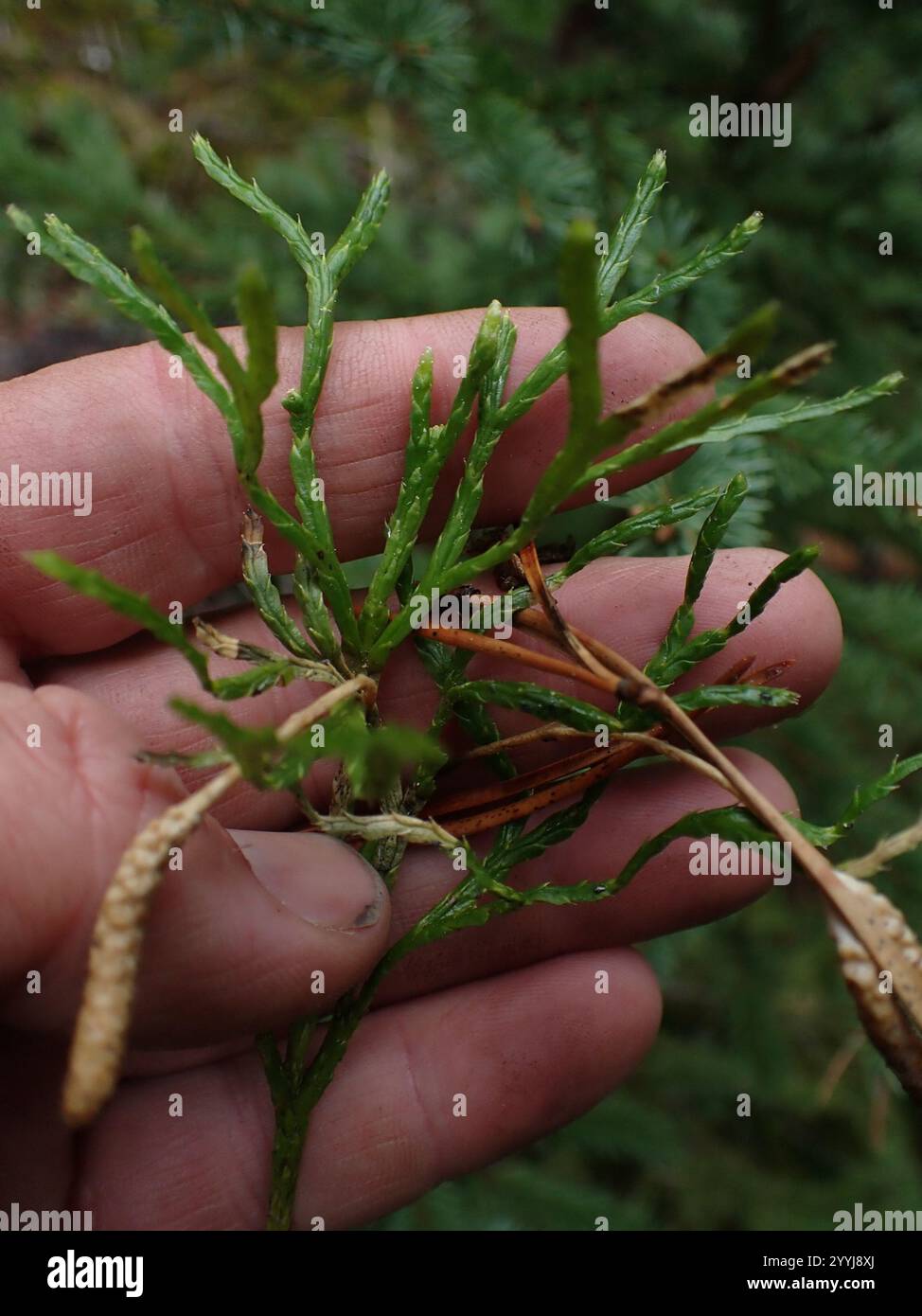 northern ground-cedar (Diphasiastrum complanatum Stock Photo - Alamy