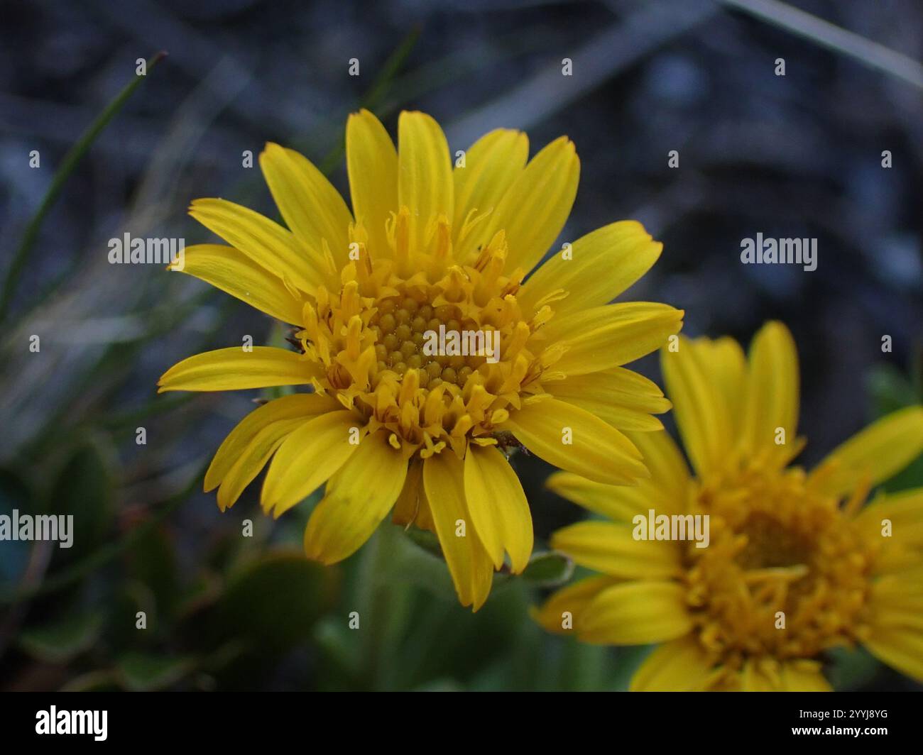 Desert Yellow Fleabane (Erigeron linearis Stock Photo - Alamy