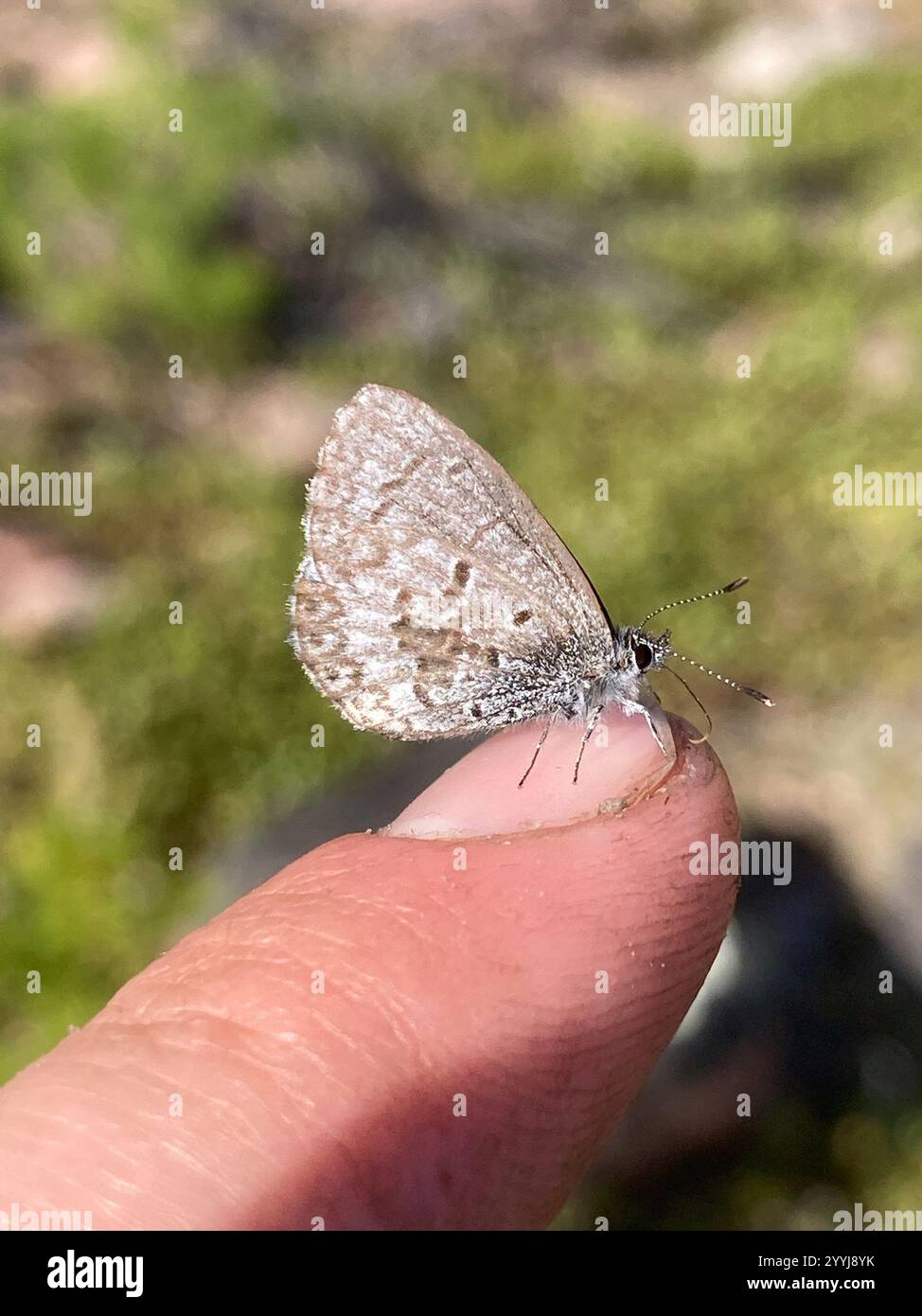 Northern Azure (Celastrina lucia Stock Photo - Alamy