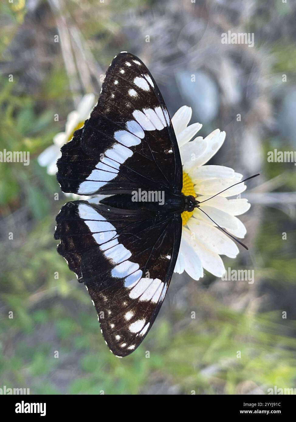 Weidemeyer's Admiral (Limenitis weidemeyerii Stock Photo - Alamy