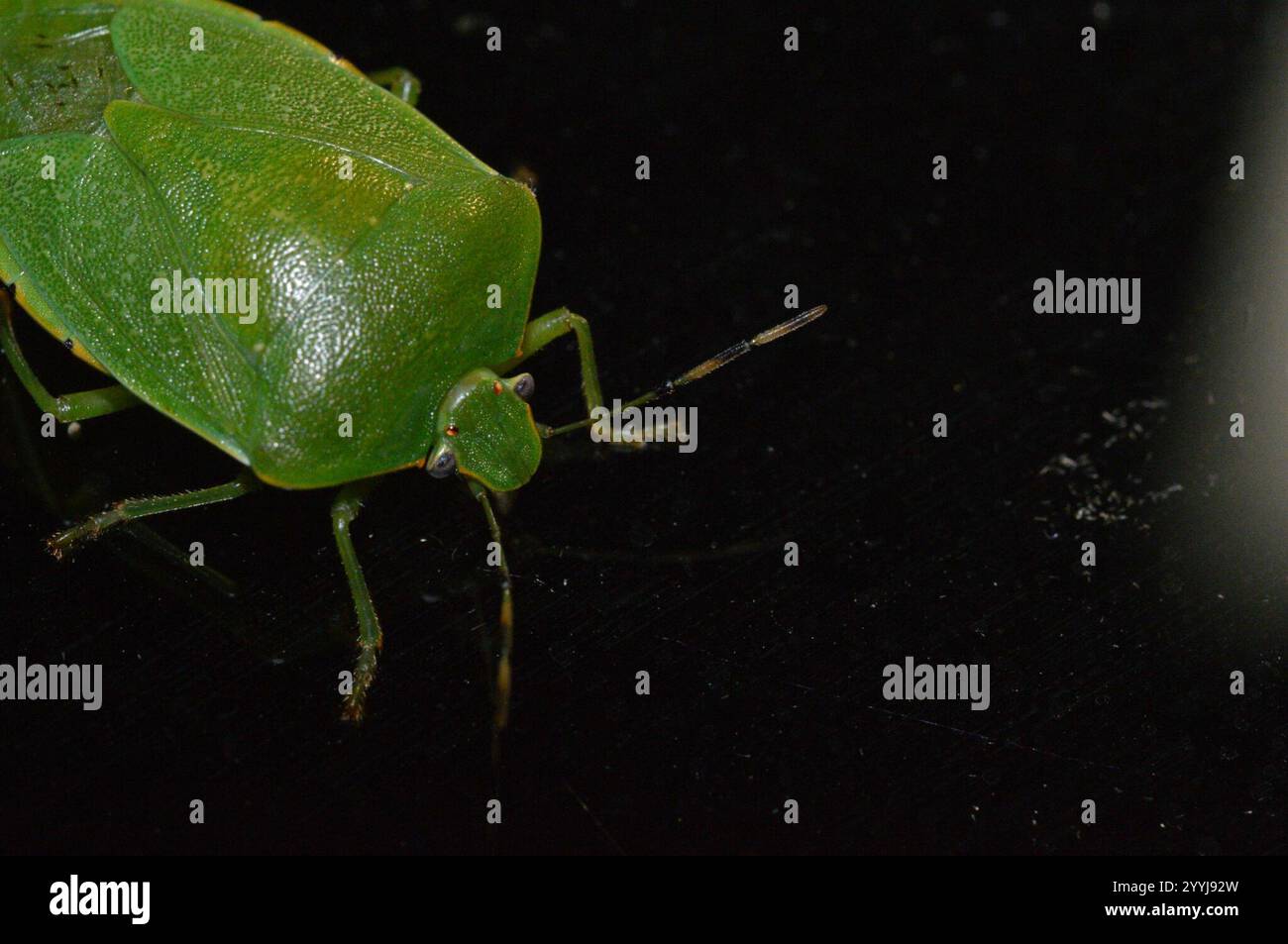 Green Stink Bug (Chinavia hilaris Stock Photo - Alamy