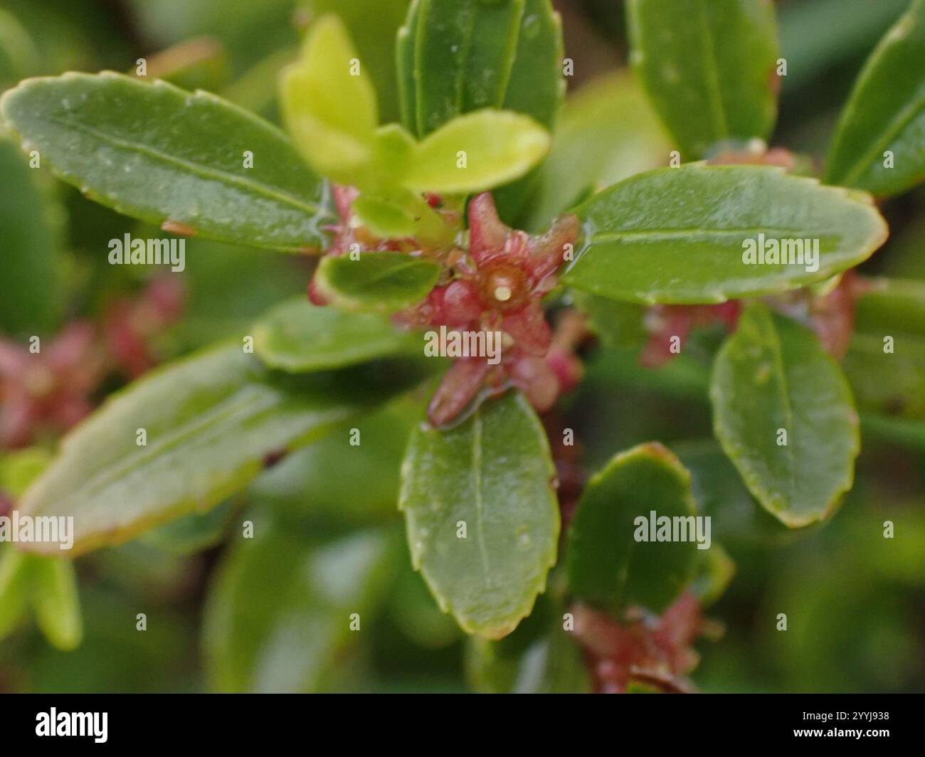 Oregon Boxwood (Paxistima myrsinites Stock Photo - Alamy