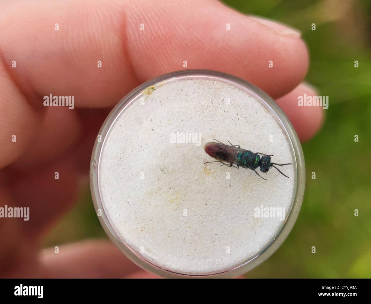 Ruby-tailed Cuckoo Wasps (Chrysis ignita Stock Photo - Alamy