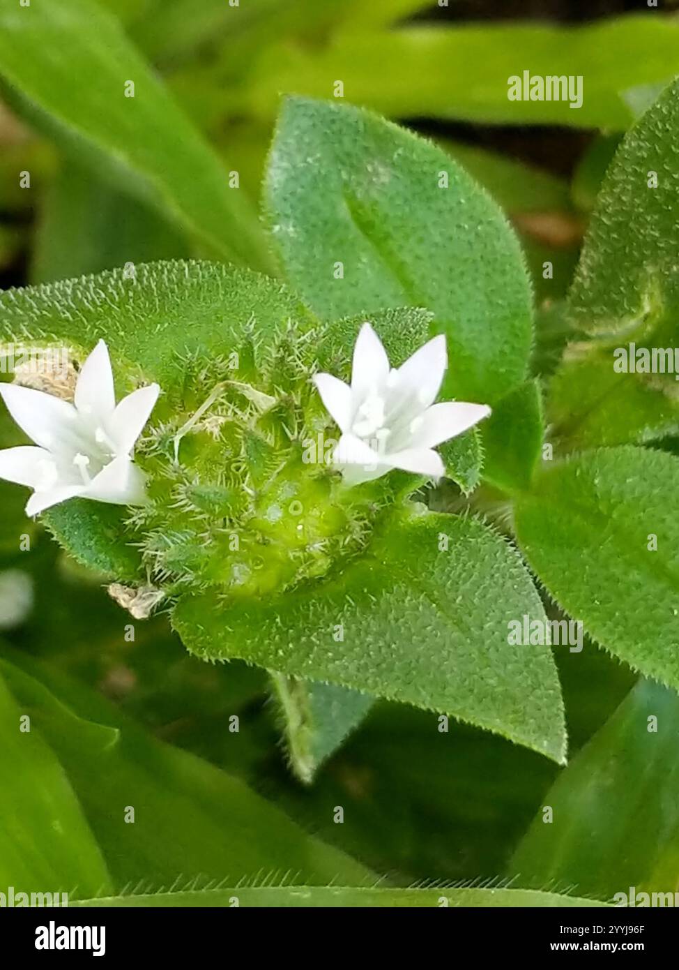 Florida pusley hi-res stock photography and images - Alamy