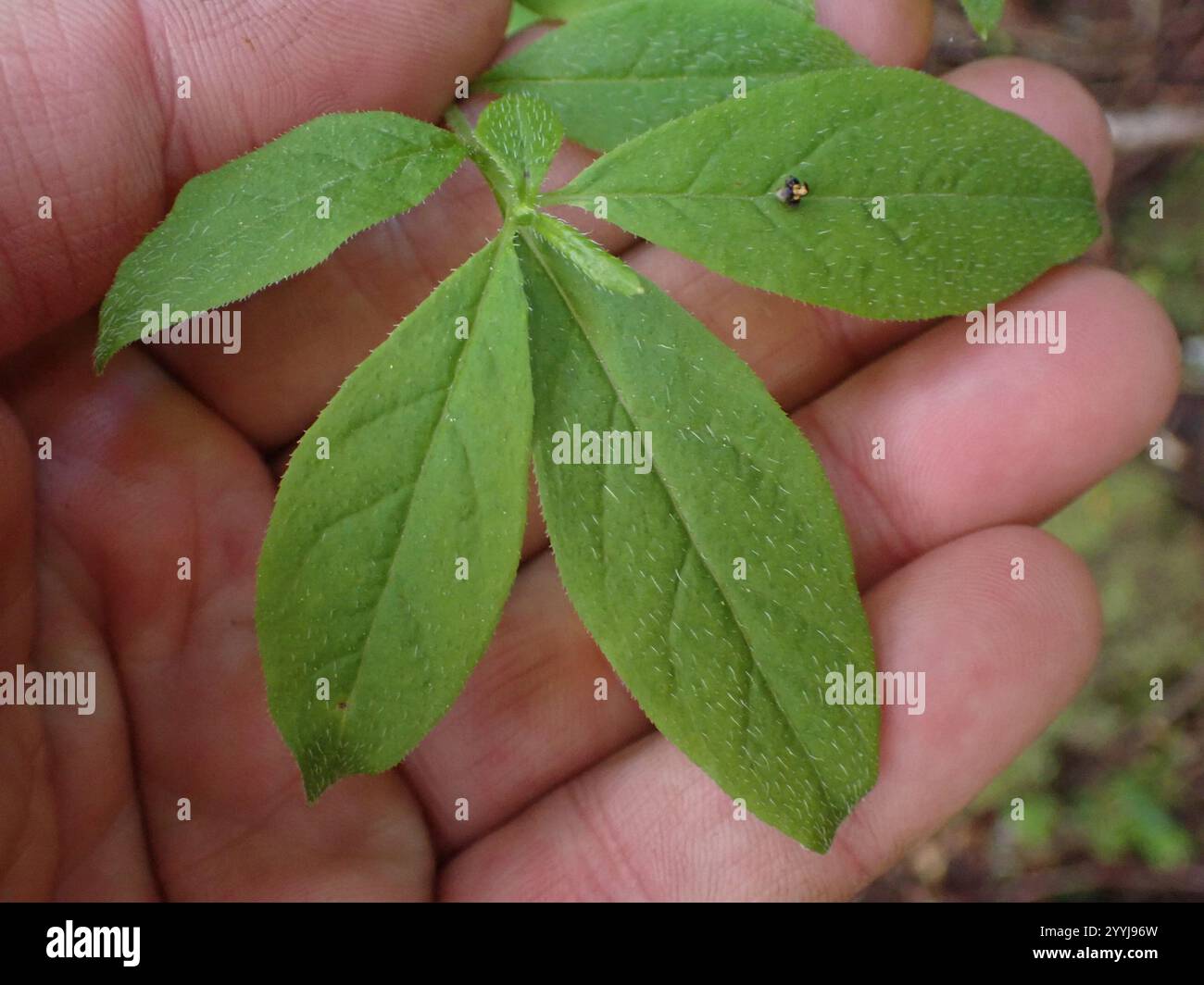mock azalea (Rhododendron menziesii Stock Photo - Alamy