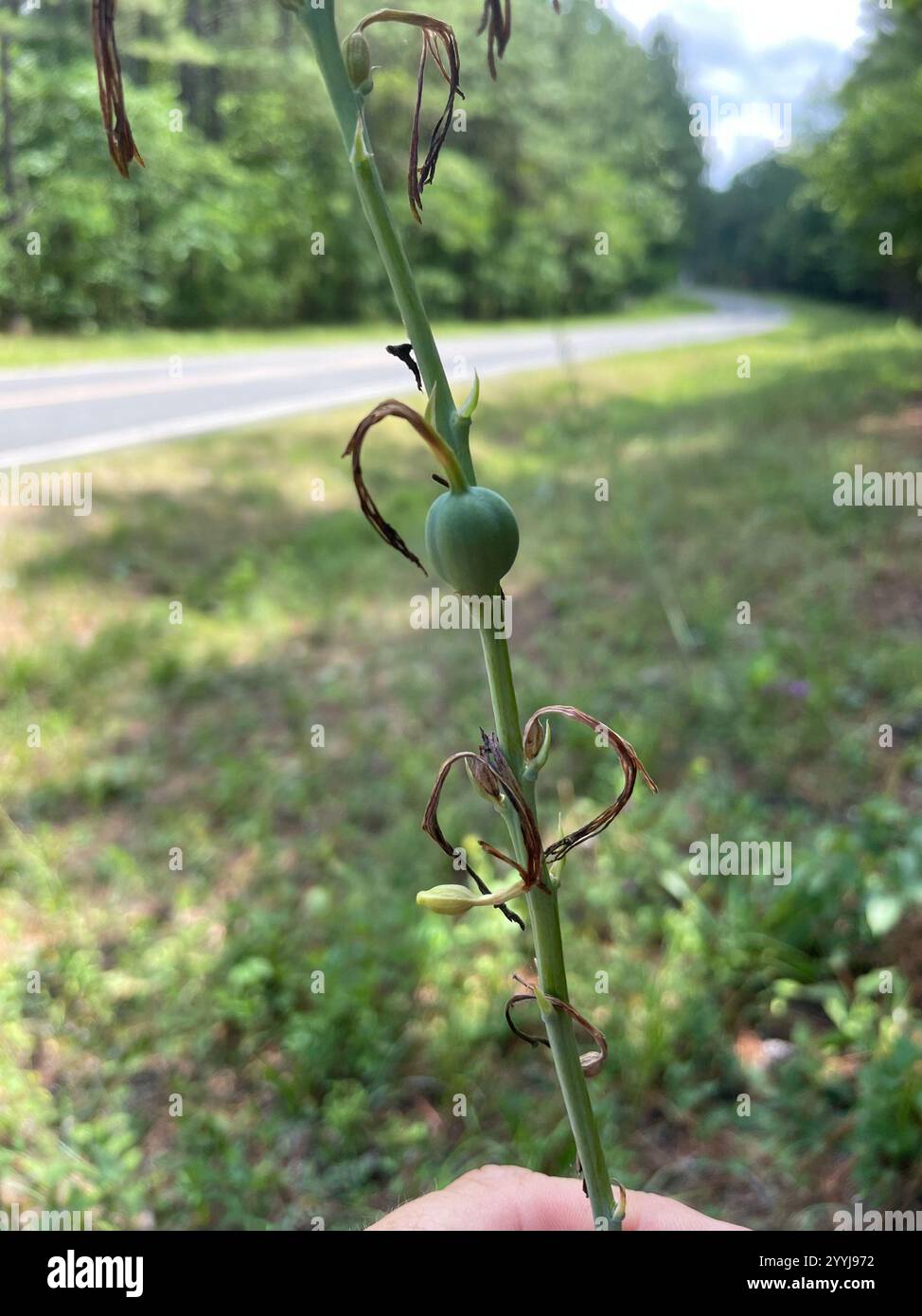 Eastern False Aloe (Manfreda virginica Stock Photo - Alamy