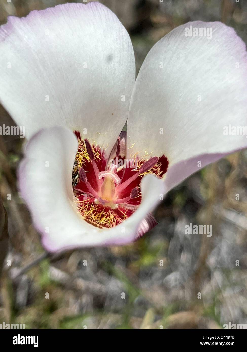 la panza mariposa lily (Calochortus simulans Stock Photo - Alamy