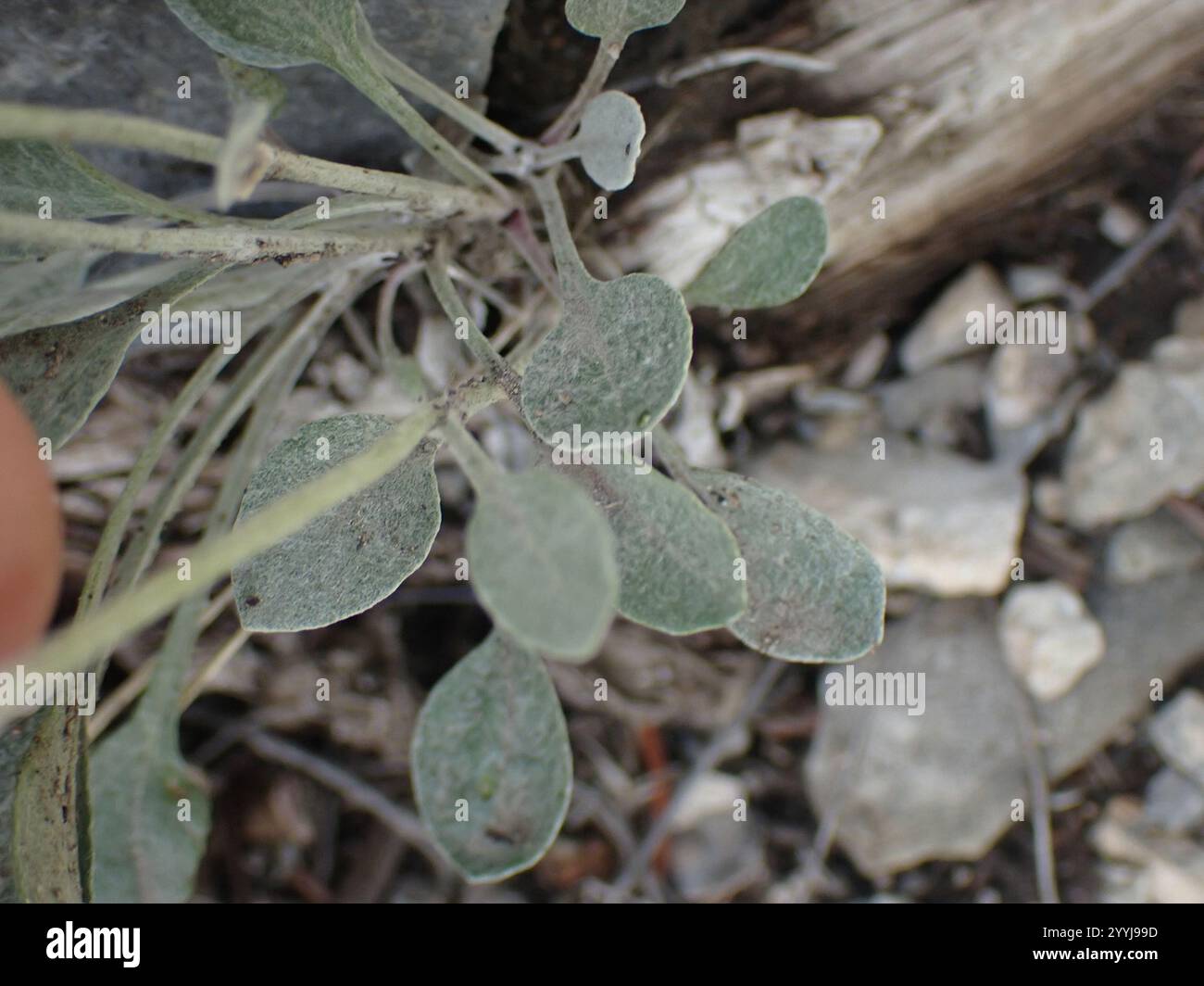 Rocky Mountain groundsel (Packera streptanthifolia Stock Photo - Alamy