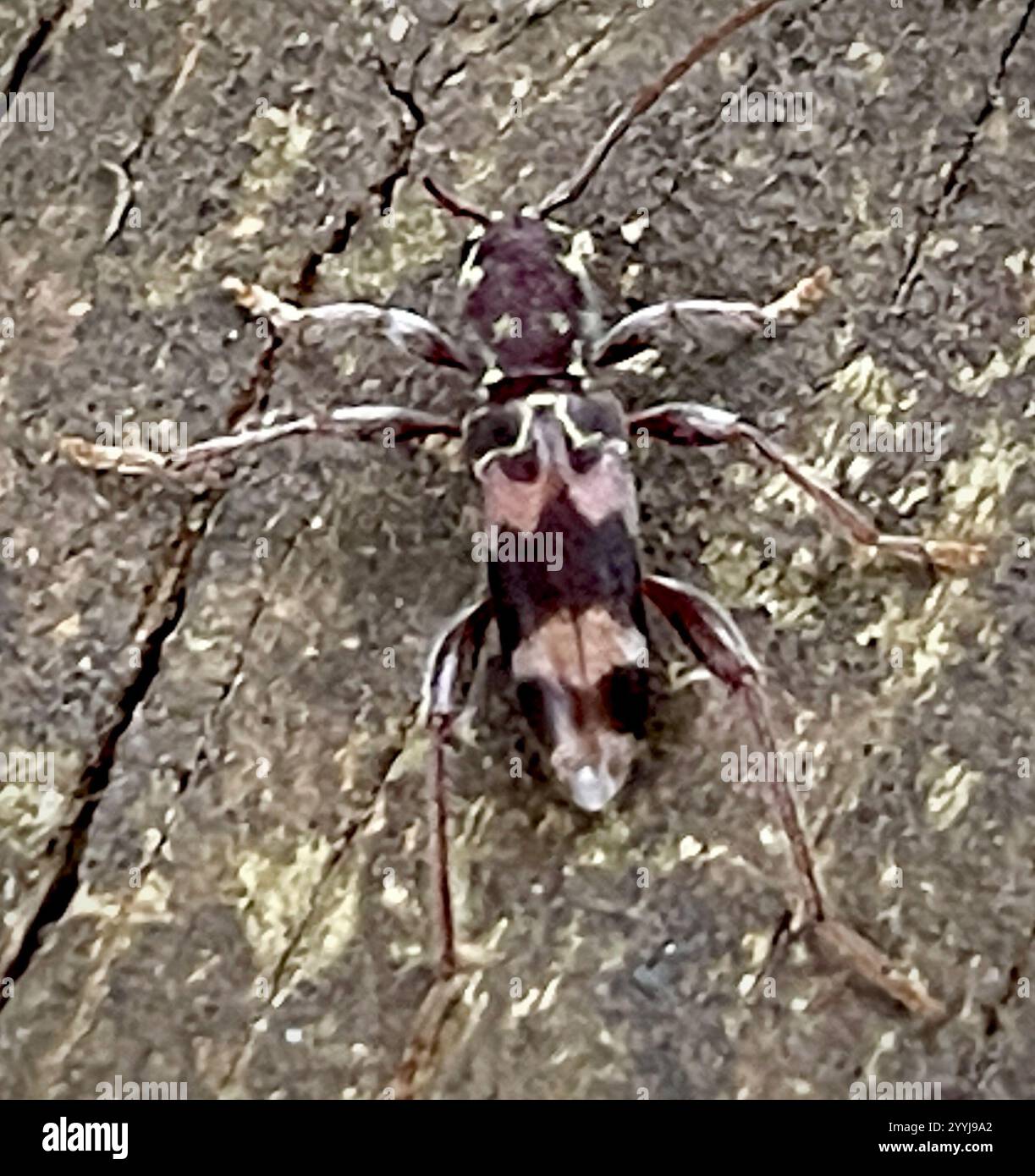 Rustic Borer (Xylotrechus colonus Stock Photo - Alamy