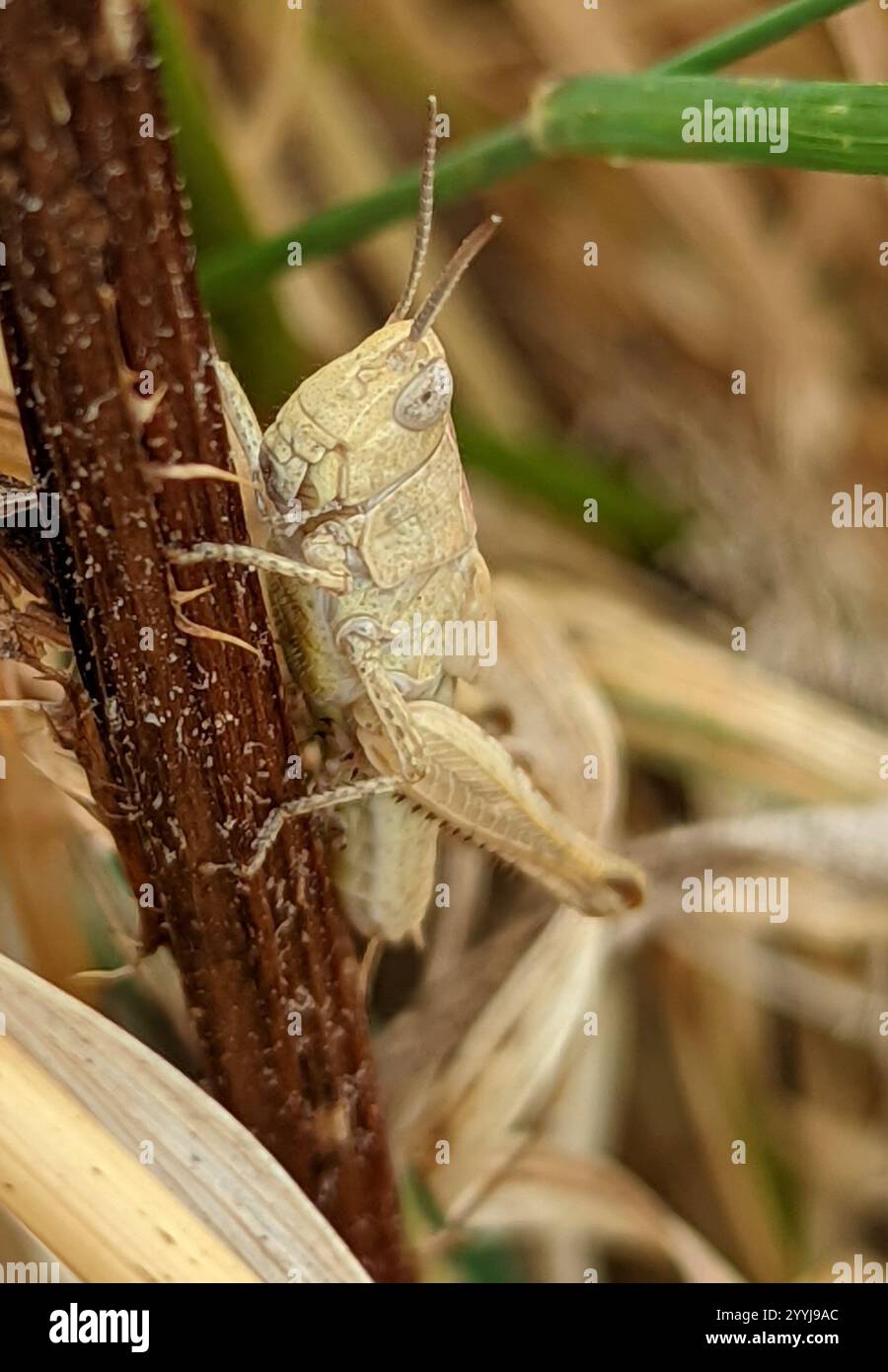 Common Field Grasshopper (Chorthippus brunneus Stock Photo - Alamy