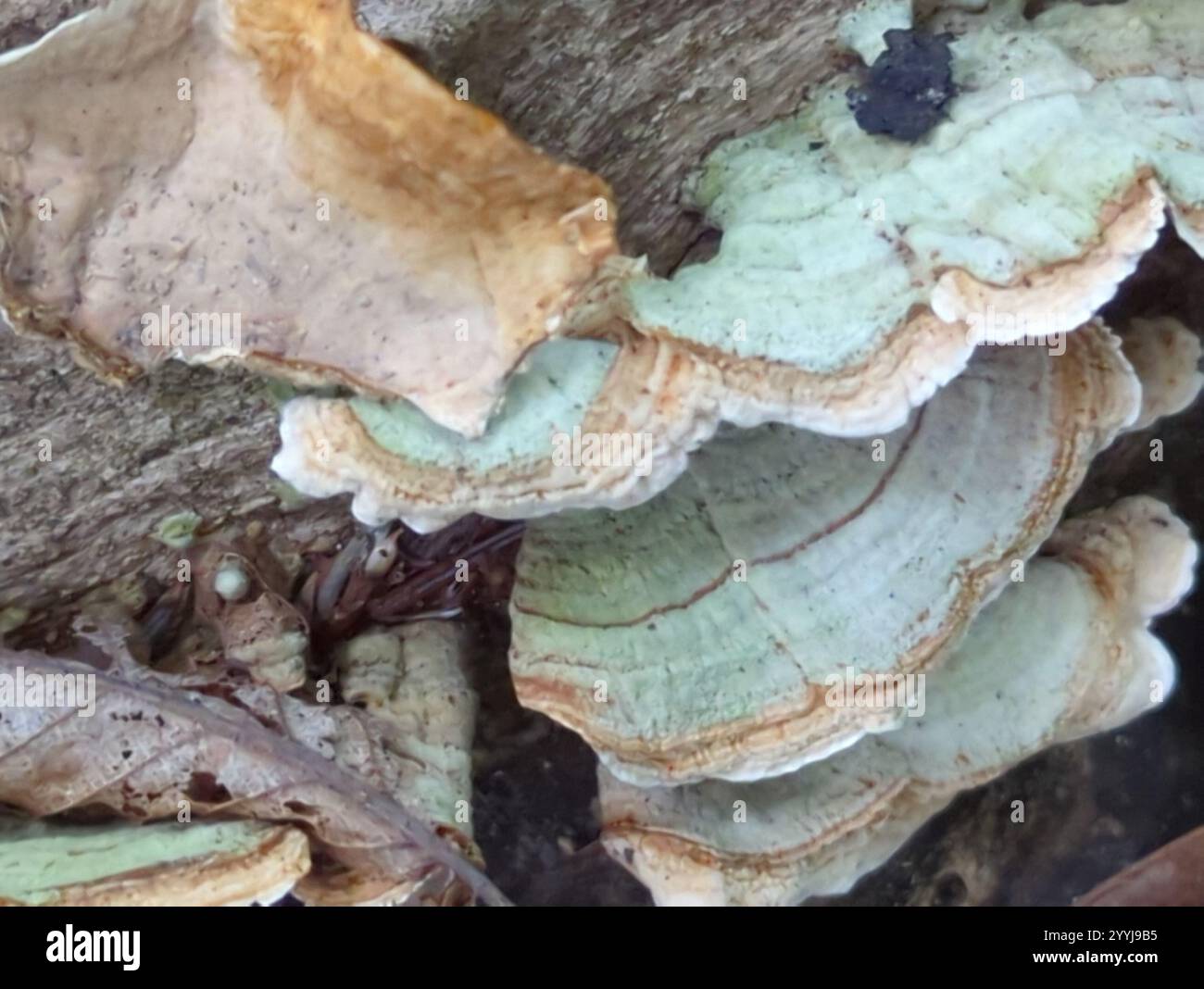 Stereum fasciatum hi-res stock photography and images - Alamy