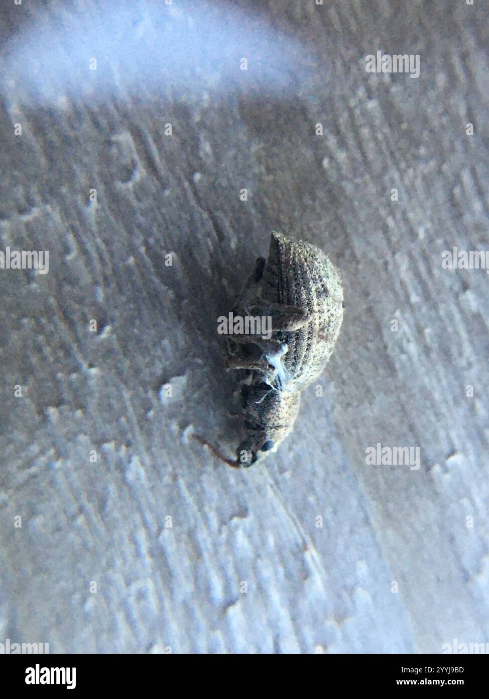 Strawberry Root Weevil (Sciaphilus asperatus Stock Photo - Alamy