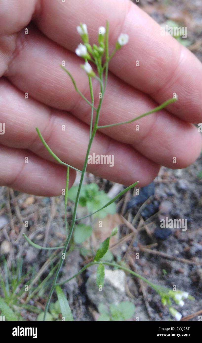 mouse-ear cress (Arabidopsis thaliana Stock Photo - Alamy