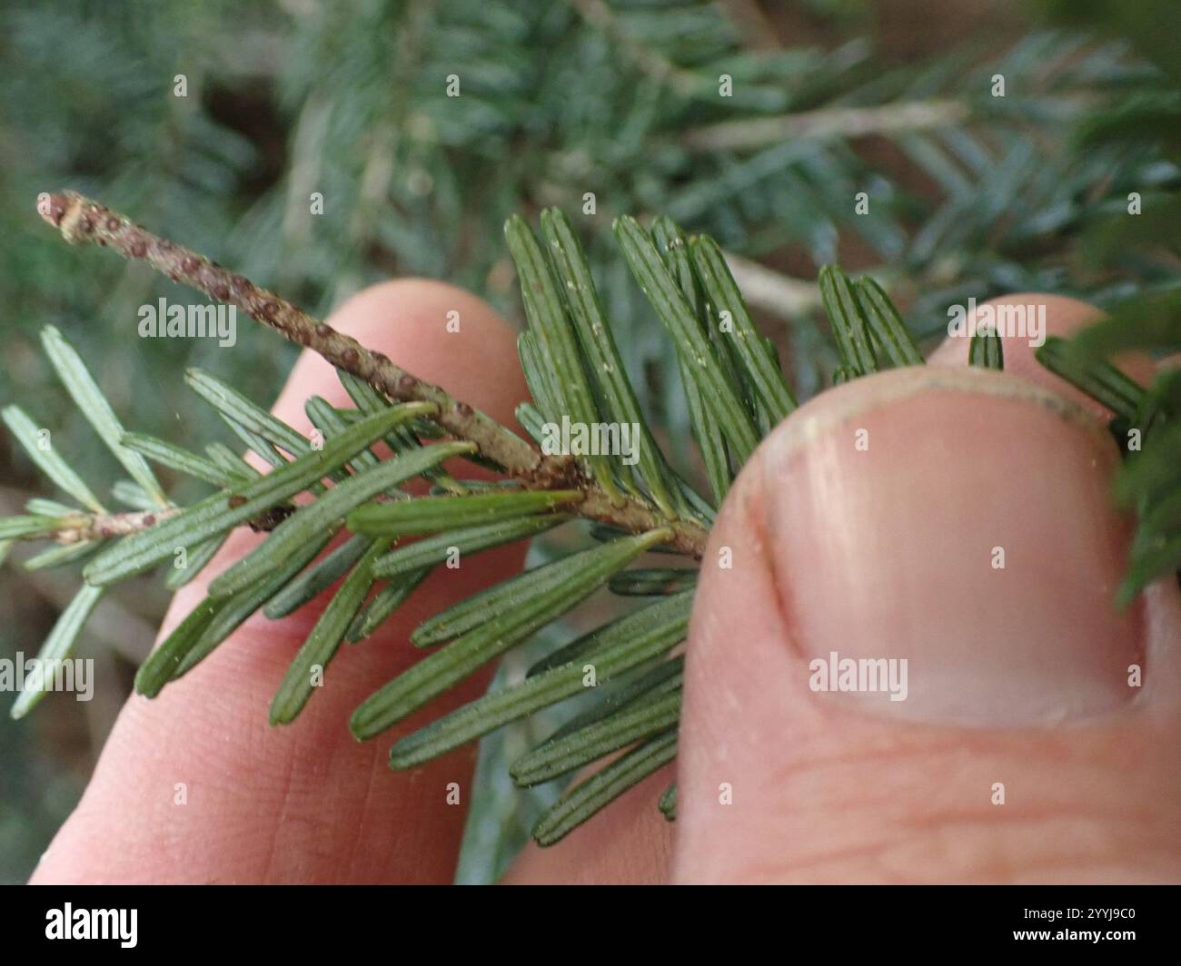 Pacific silver fir (Abies amabilis Stock Photo - Alamy