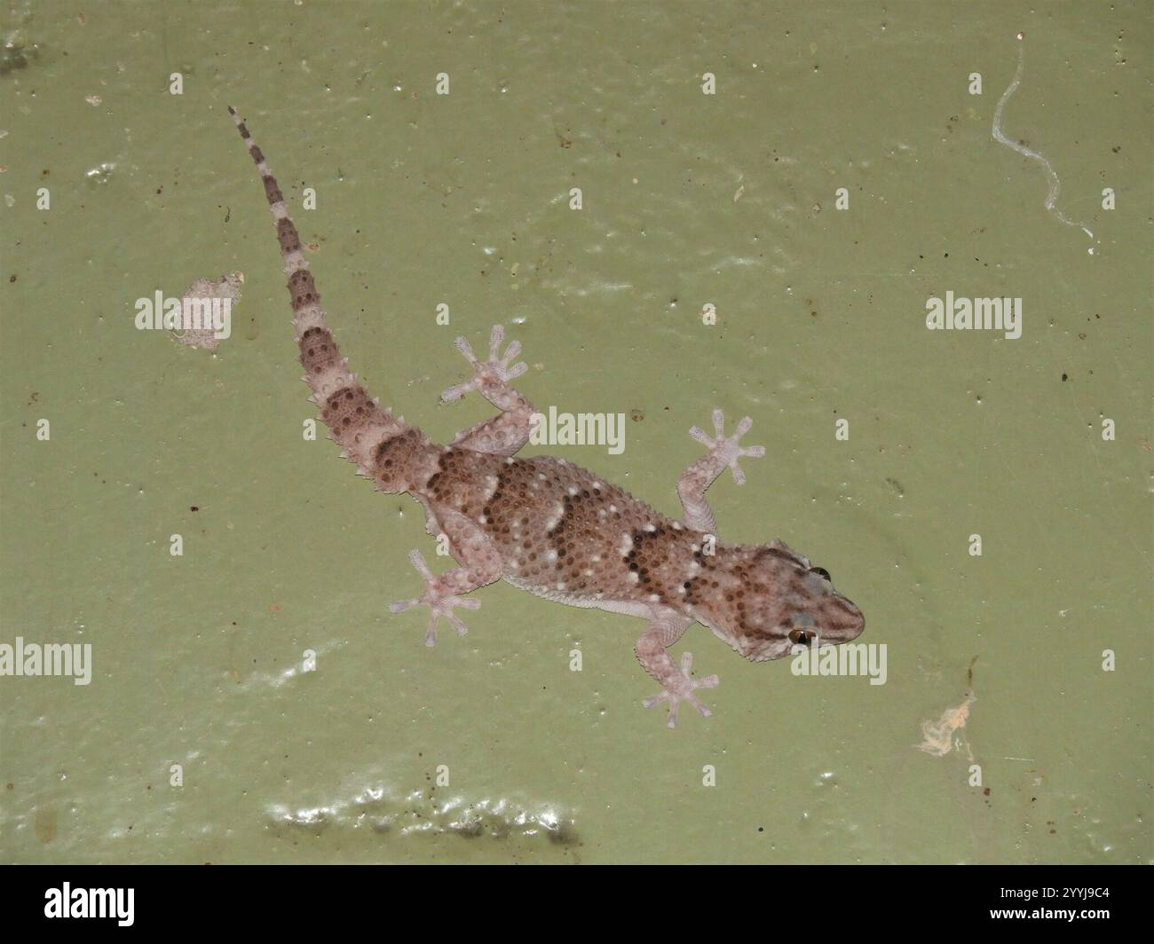 Fischer's Thick-toed Gecko (Chondrodactylus laevigatus Stock Photo - Alamy