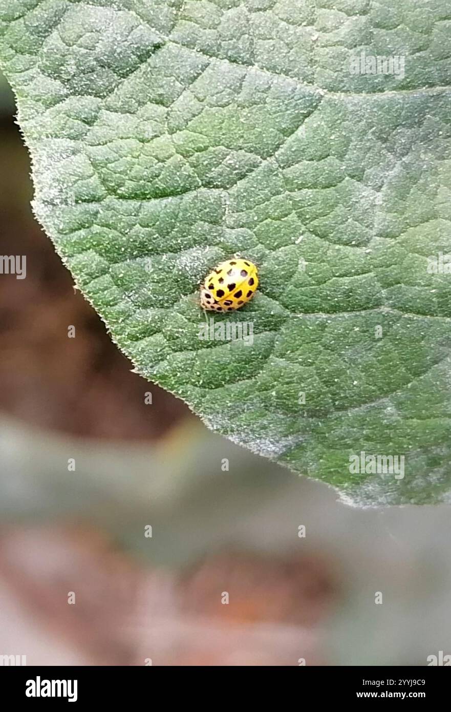 22-spot Ladybird (Psyllobora vigintiduopunctata Stock Photo - Alamy