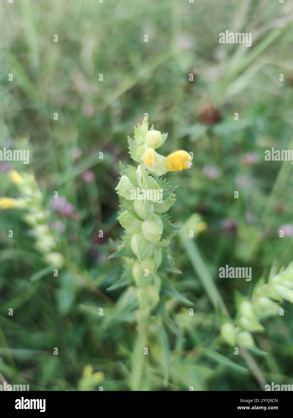 Greater Yellow-rattle (Rhinanthus serotinus Stock Photo - Alamy