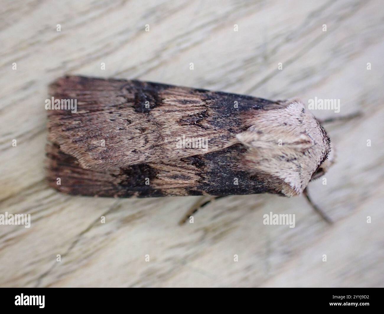 Shuttle-shaped Dart (Agrotis puta Stock Photo - Alamy