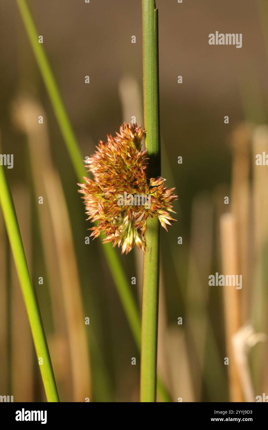 Soft Rush (Juncus effusus Stock Photo - Alamy