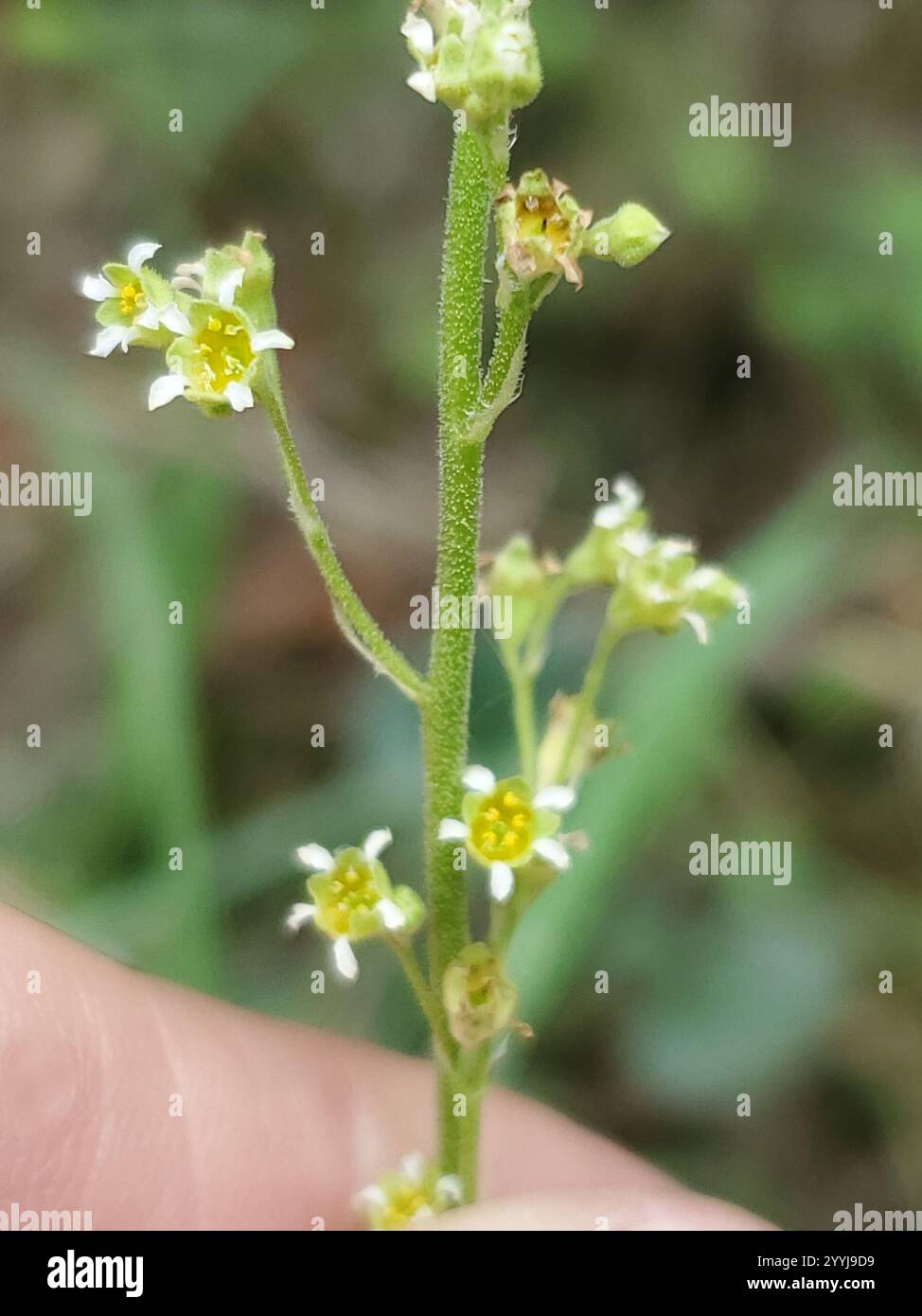 littleleaf alumroot (Heuchera parvifolia Stock Photo - Alamy
