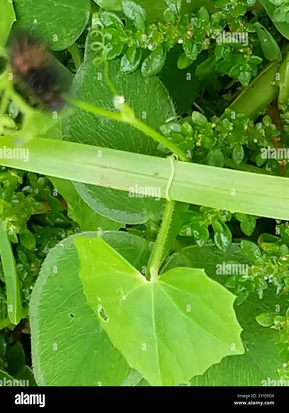 gourd family (Cucurbitaceae Stock Photo - Alamy