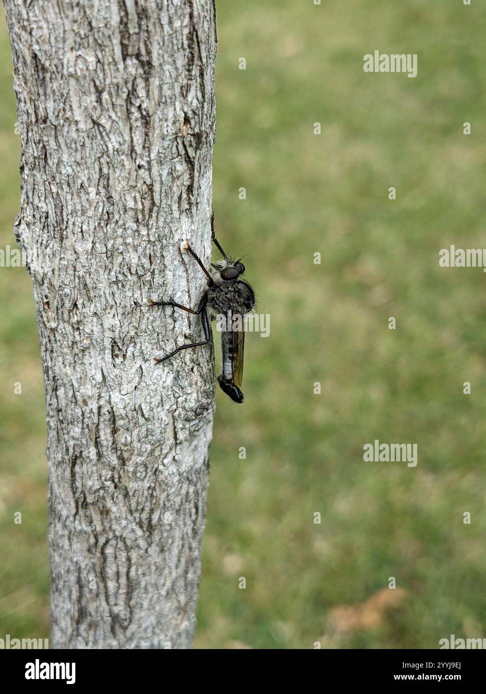 Northeastern Hammertail (Efferia aestuans Stock Photo - Alamy