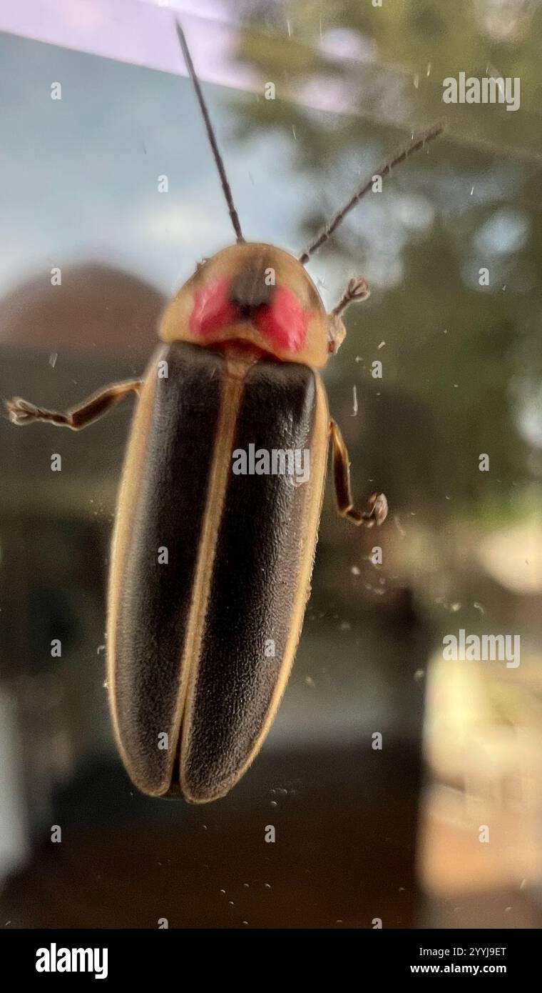 Common Eastern Firefly (Photinus pyralis Stock Photo - Alamy