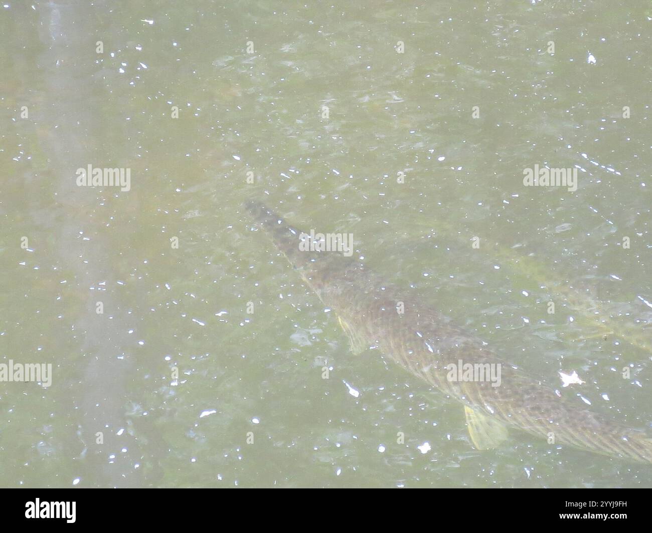 Florida Gar (Lepisosteus platyrhincus Stock Photo - Alamy