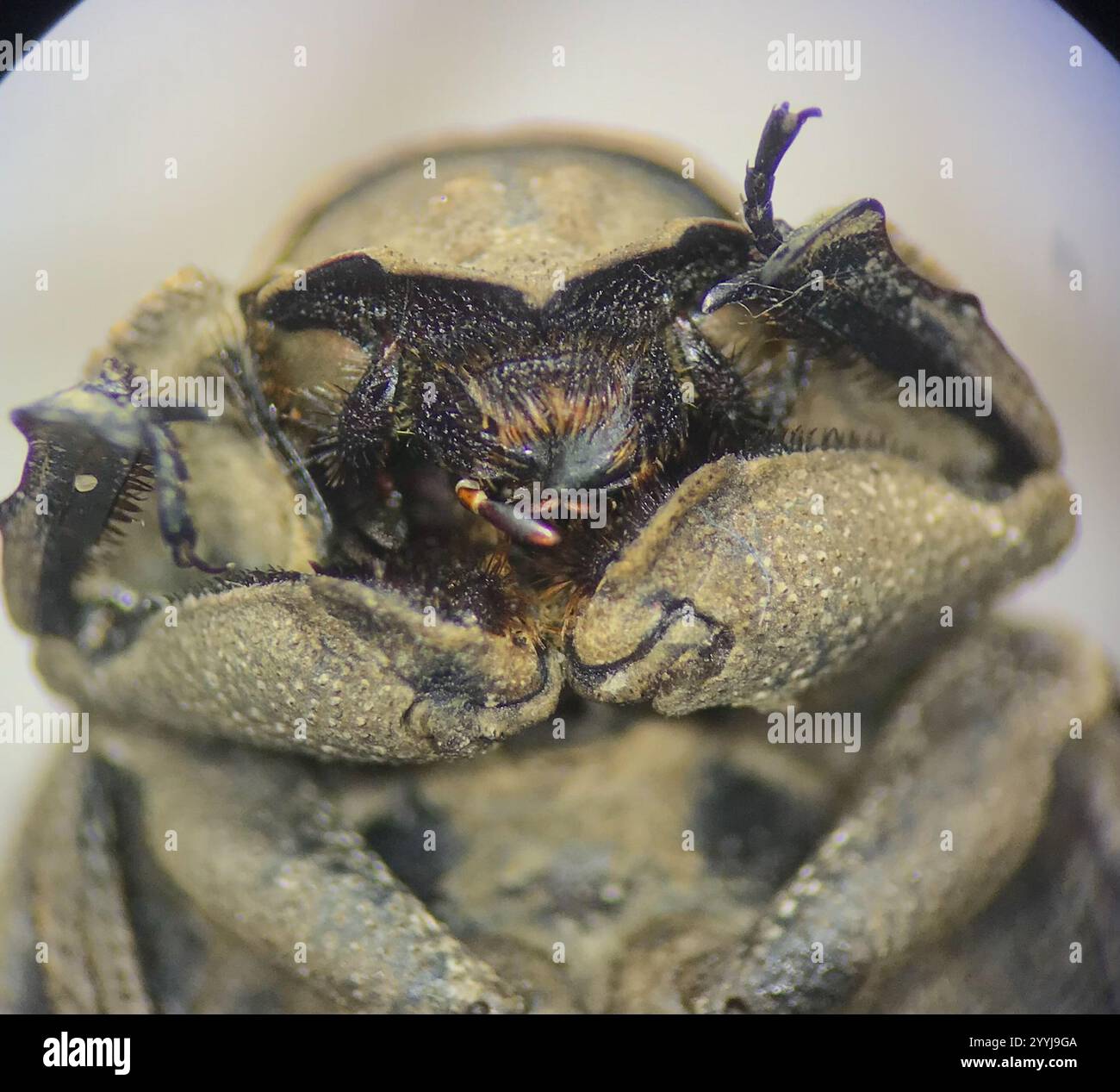 Omorgus hi-res stock photography and images - Alamy