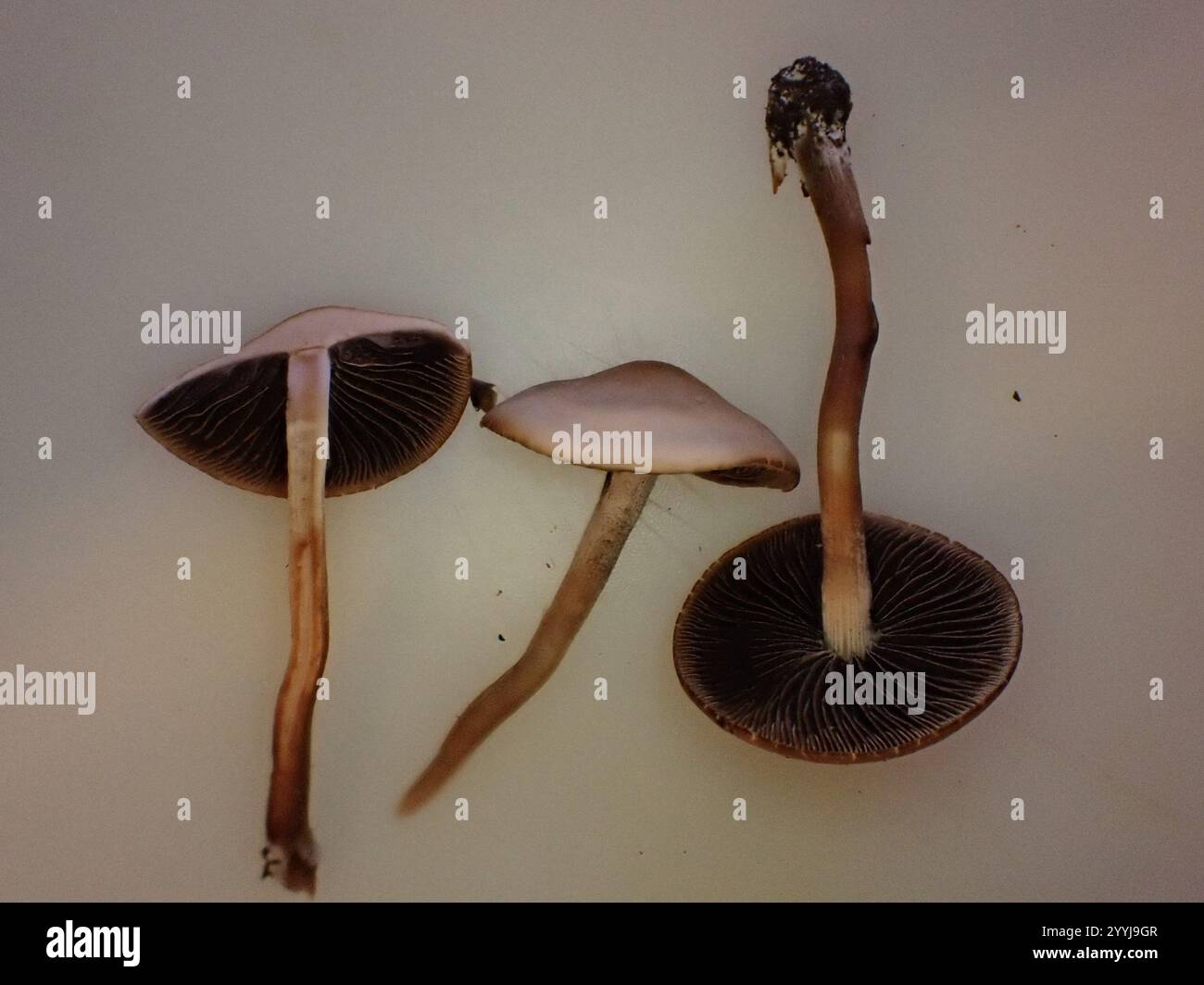 Banded Mottlegill (Panaeolus cinctulus Stock Photo - Alamy