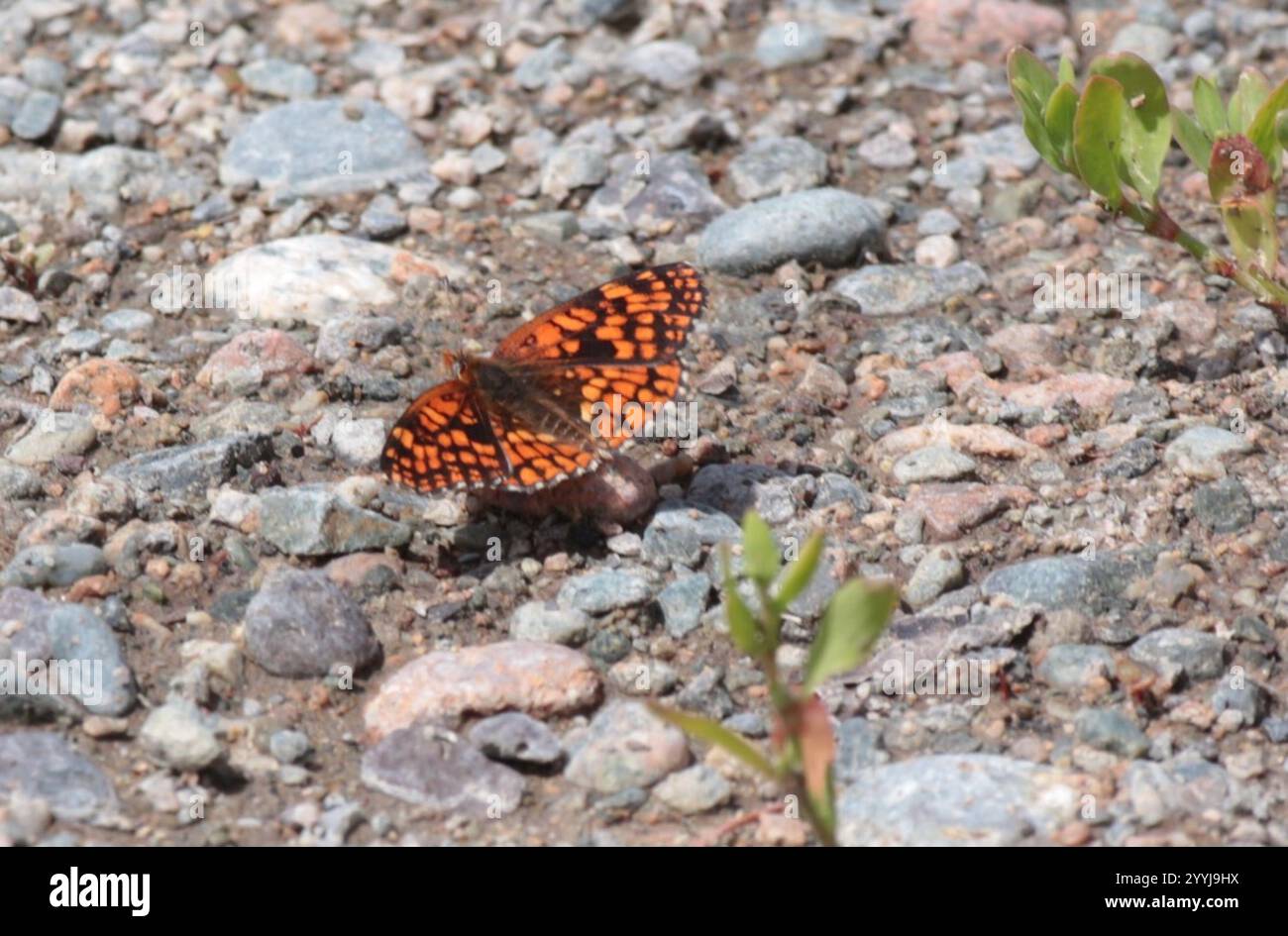 Northern Checkerspot (Chlosyne palla Stock Photo - Alamy
