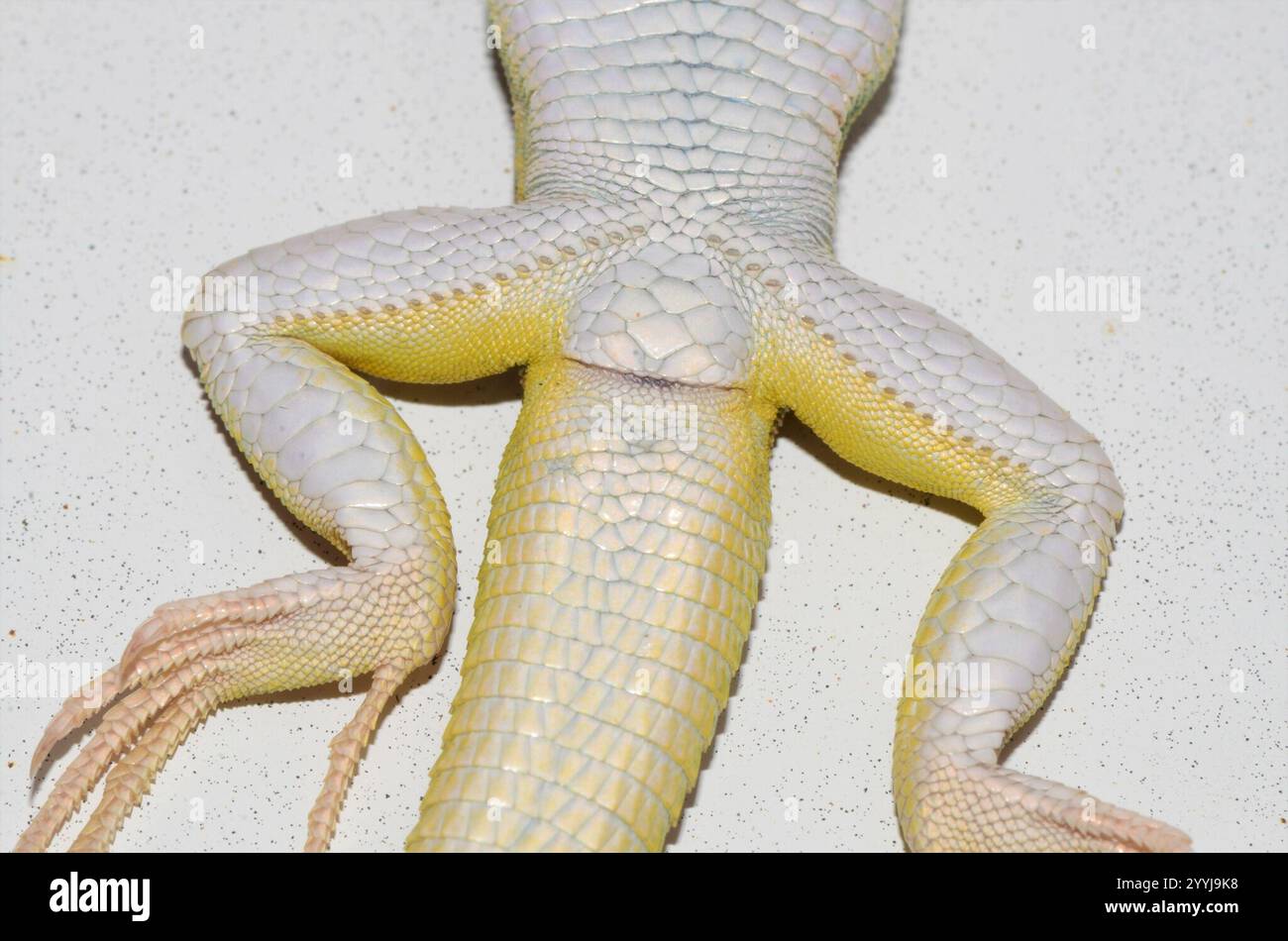 Spotted Desert Lizard (Meroles suborbitalis Stock Photo - Alamy