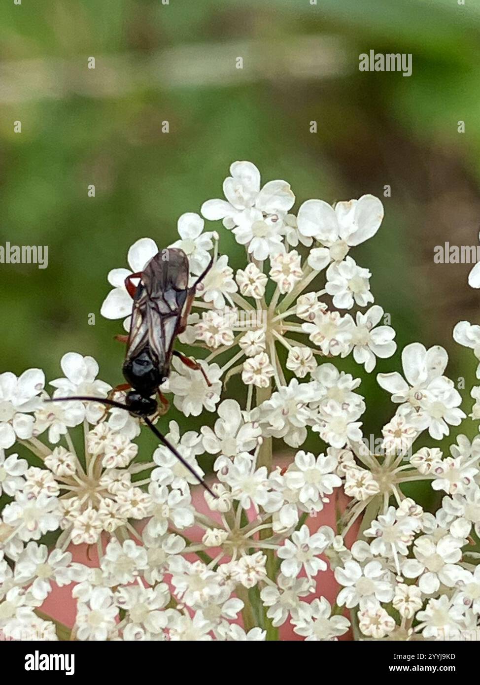 Ichneumonid and Braconid Wasps (Ichneumonoidea Stock Photo - Alamy
