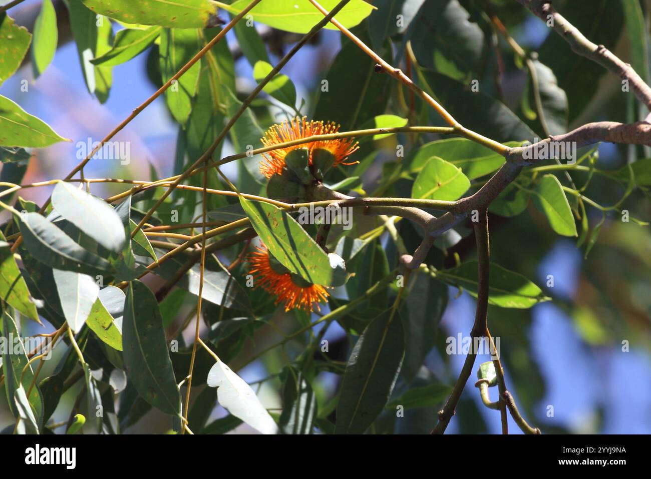 Eucalyptus miniata hi-res stock photography and images - Alamy