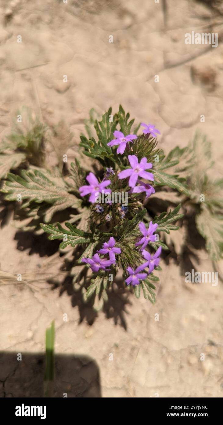 Dakota mock vervain (Glandularia bipinnatifida Stock Photo - Alamy