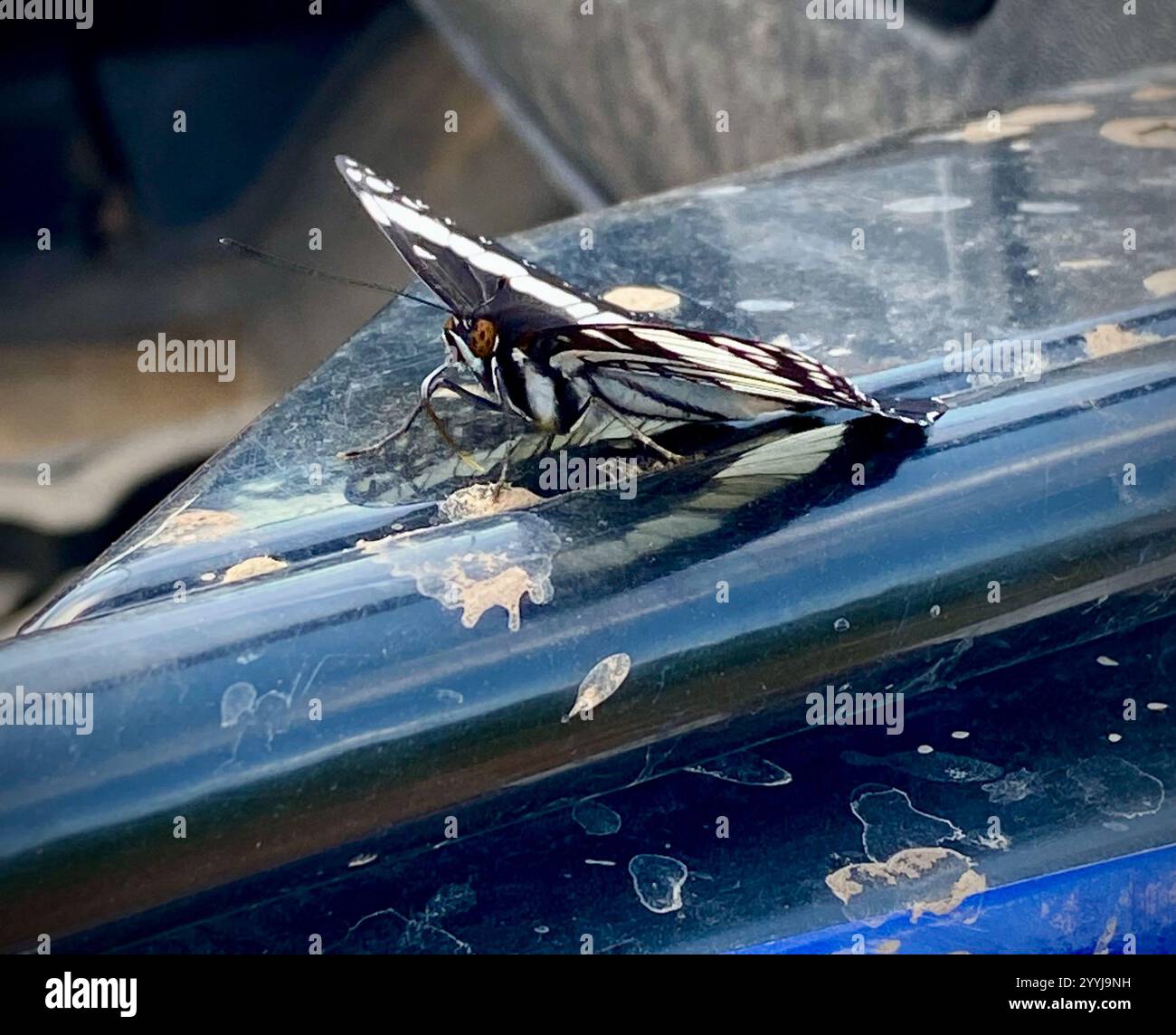 Weidemeyers admiral hi-res stock photography and images - Alamy